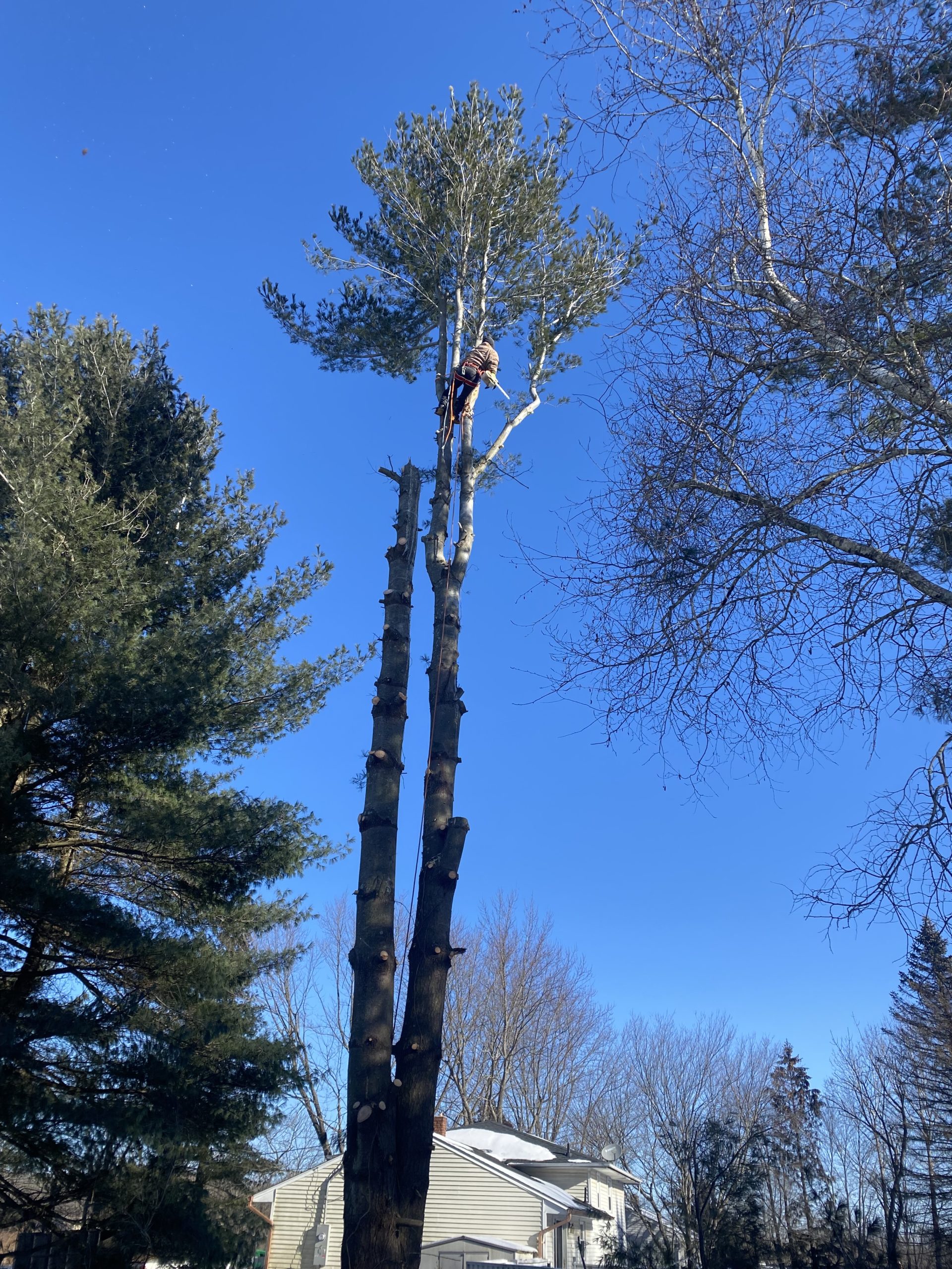 A Complete Guide To Tree Trimming And Pruning