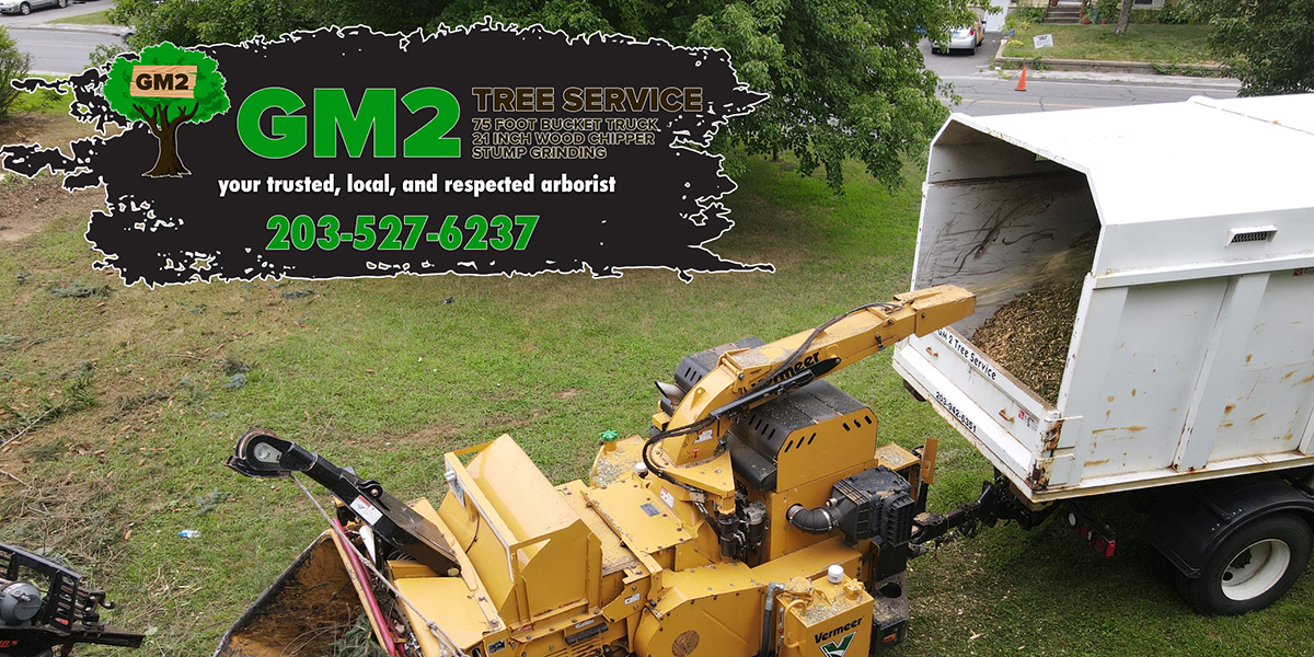 Choosing the Right Tree Care Company: 5 Hiring Tips